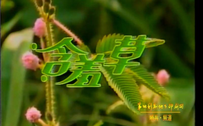 电视剧 含羞草图标
