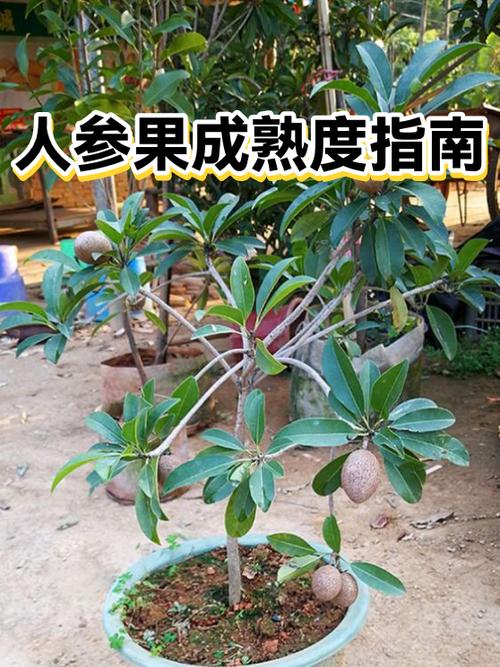 人参果怎样才算成熟图标