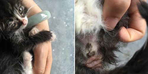 捡到猫咪怎么处理图标