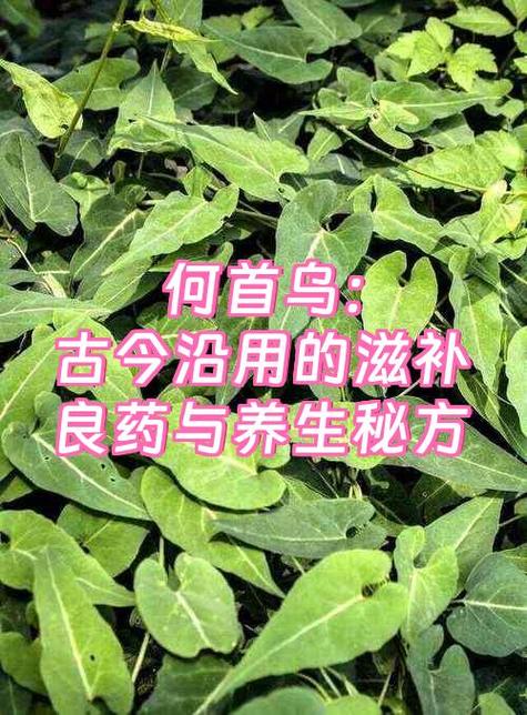何首乌泡水喝的功效与作用图标