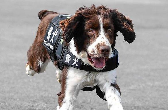 警犬有哪些品种