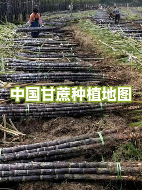 中国四大甘蔗基地图标
