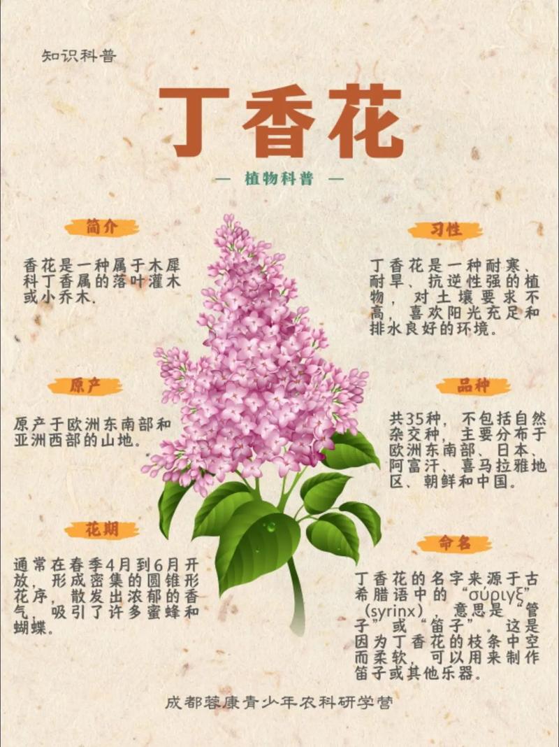 丁香花盛开的句子图标