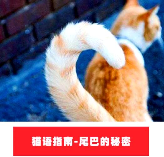 猫其实会说话图标