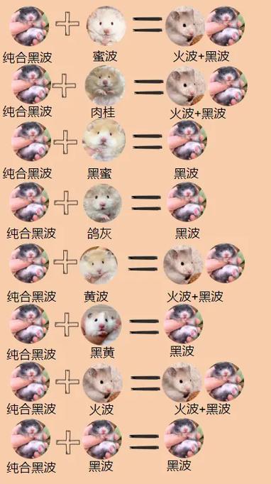 仓鼠配对表图片大全截图