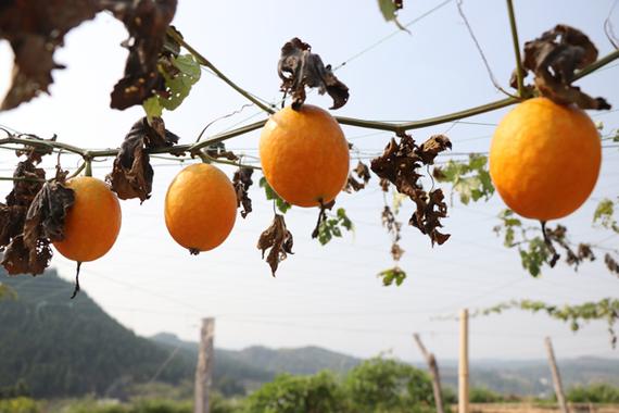 种吊瓜10亩一年能赚多少钱截图