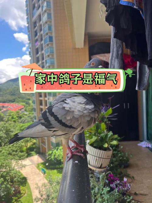 有鸽子来家里意味着什么图标