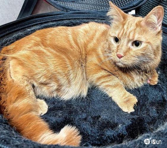 猫咪四肢无力走路摇摇晃晃图标