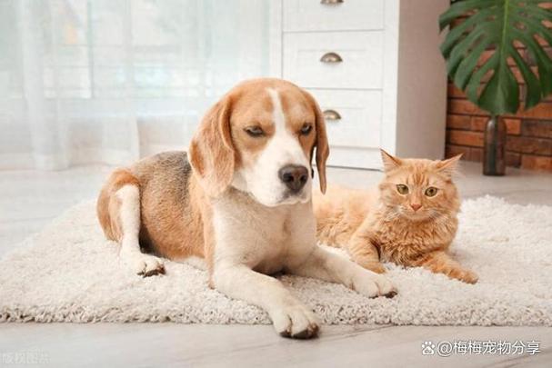 猫肥宅润狗图标