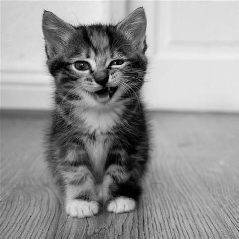 黑猫镇宅还是白猫镇宅图标