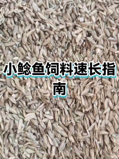 鲶鱼苗喂什么长得快图标
