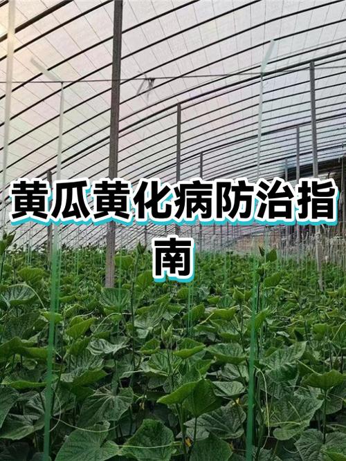 黄瓜黄化病是啥原因怎么防治图标