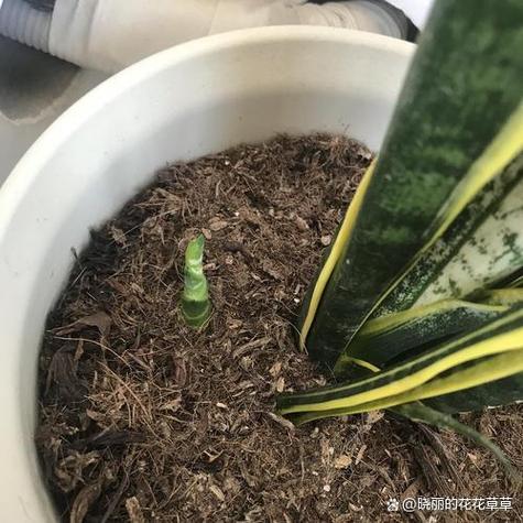 我的圈芽宝截图