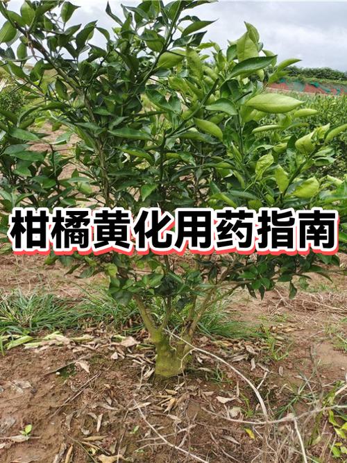 柑橘黄化治疗图标
