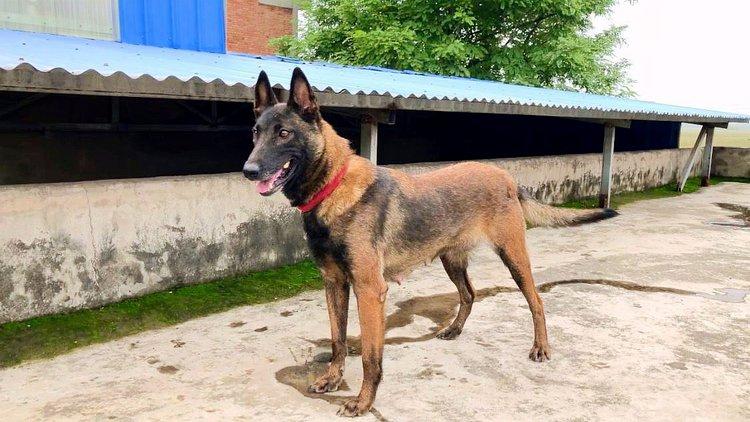 小体马犬能长多大图标