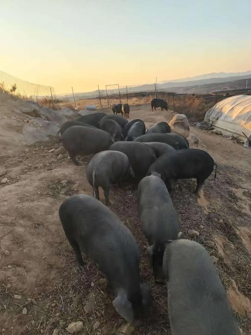 黑猪养殖基地散养图标