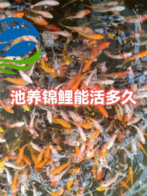 锦鲤寿命一览表图标