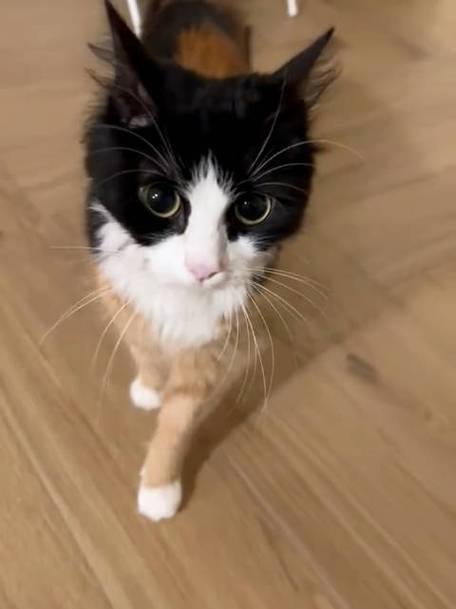 橘猫奶牛截图