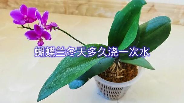 冬天养花几天浇水一次图标