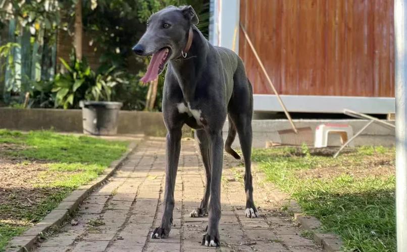 格力犬种母再创辉煌血统查询截图