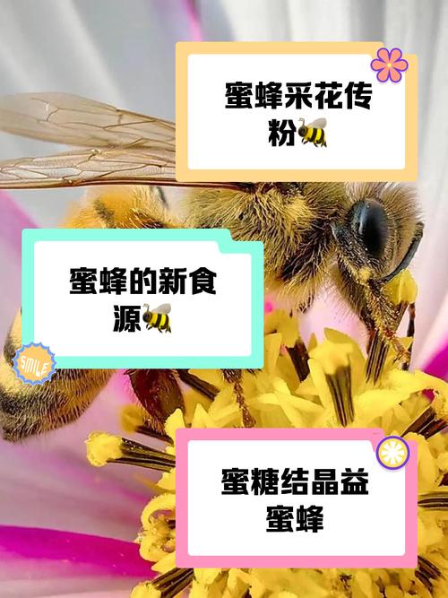 蜜蜂优选邀请码获取图标