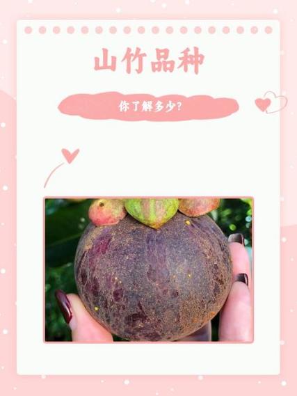 山竹哪个品种好图标