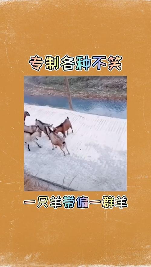 领头羊的典故截图