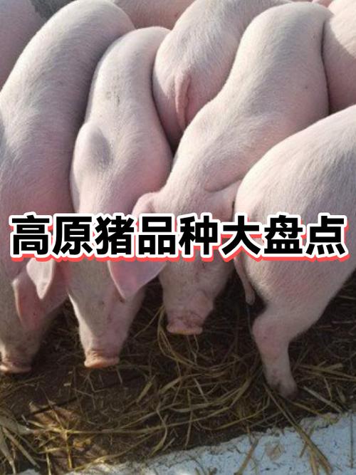 猪的天生本领是什么截图