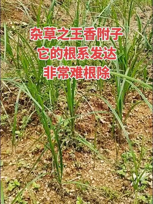 灭草烂根的除草剂图标