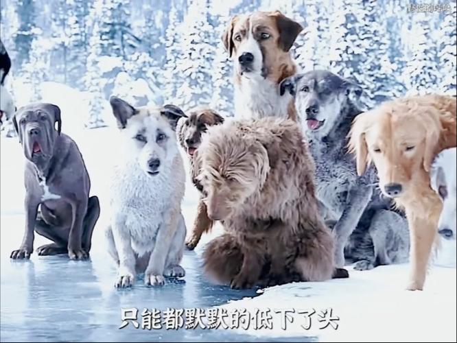 狗狗影视图标