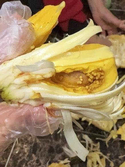 菠萝蜜剥开后能放几天图标