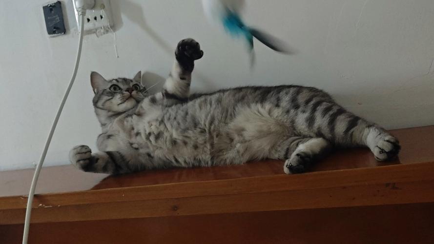新猫用旧猫的东西截图