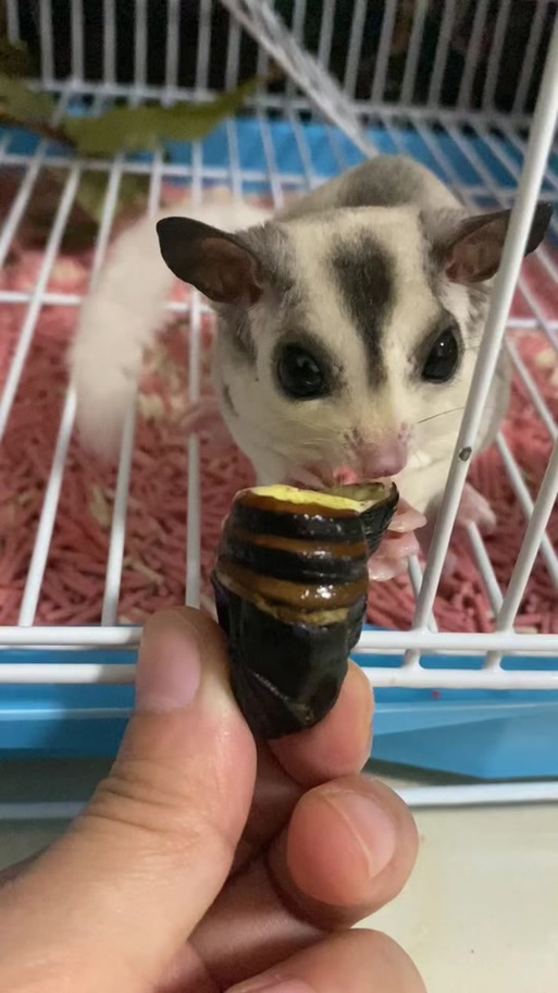 飞鼠不能吃什么东西图标