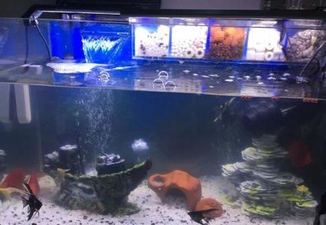 鱼缸水浑浊什么原因图标