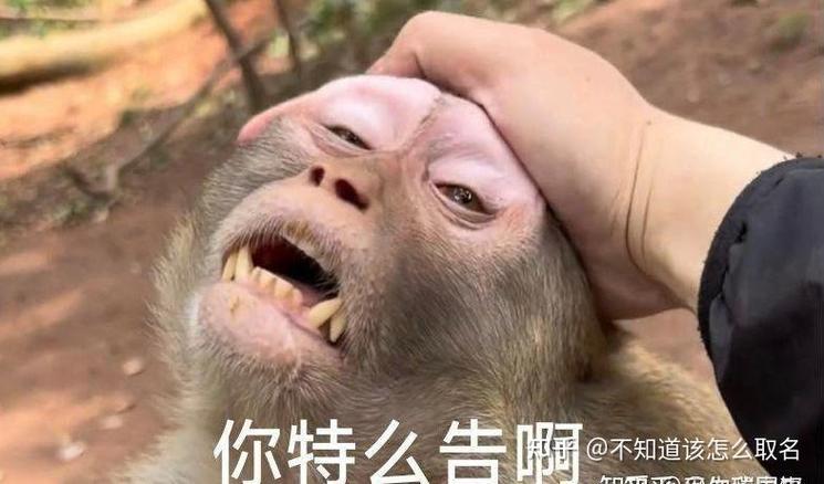 广西猴子表情包图标