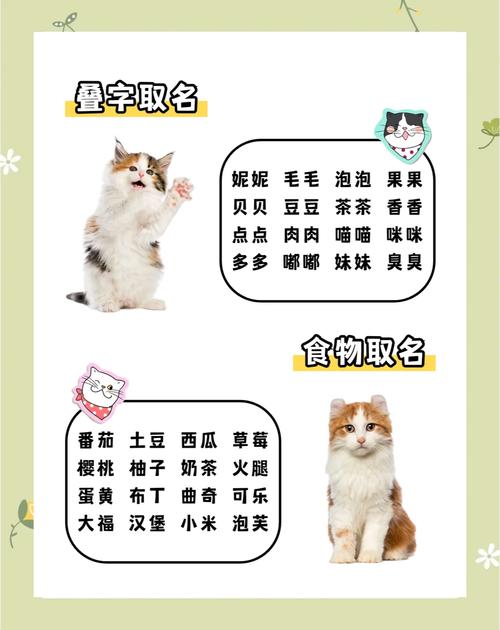猫可以改名字吗图标