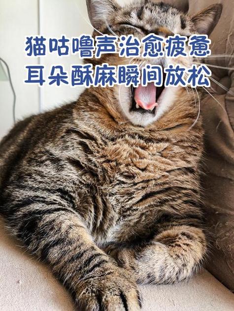 猫声听黄软件下载