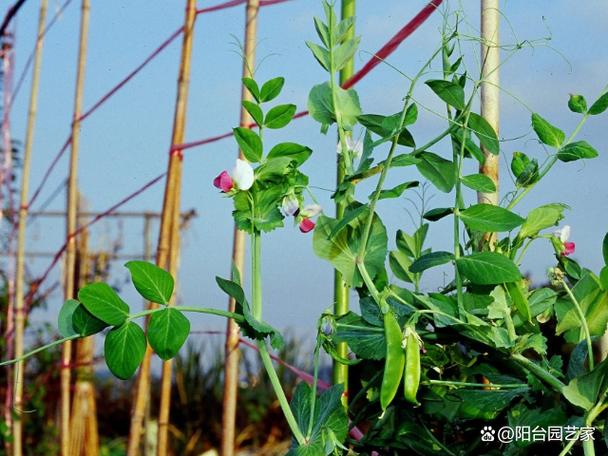 豌豆种植视频技术图标
