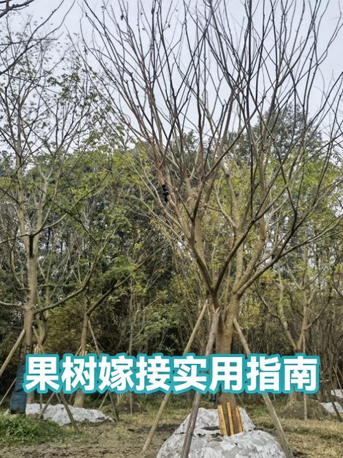 枣树能嫁接山楂树吗图标