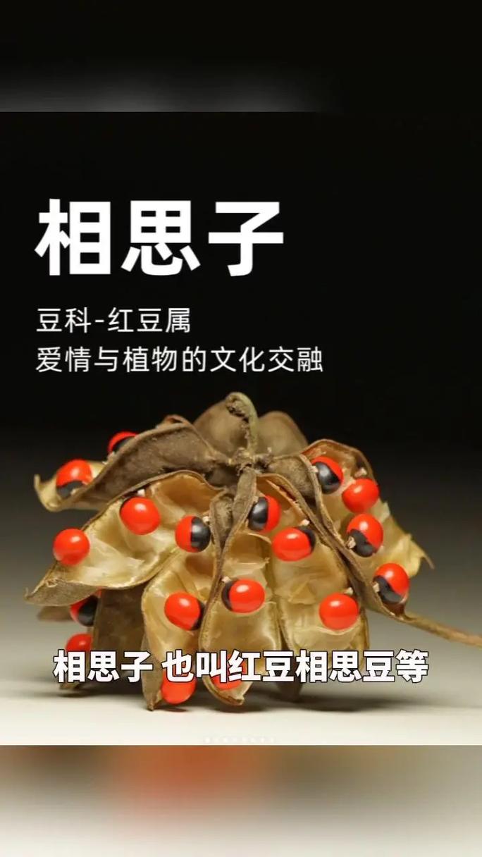 豆子暗指什么网络用语