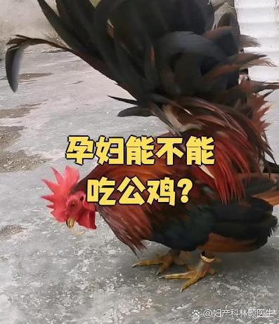 孕妇能吃公鸡吗截图