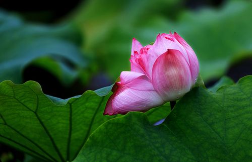 清水漂芙蓉下一句图标