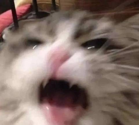 猫咪裂开表情包截图