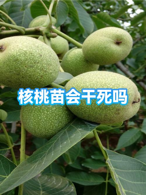 核桃公司一般人干不了图标