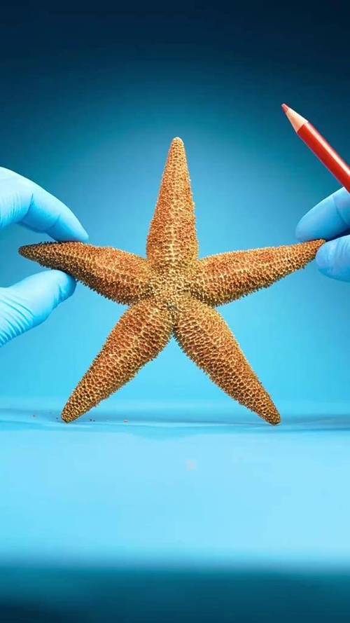 海星的眼睛可以?图标