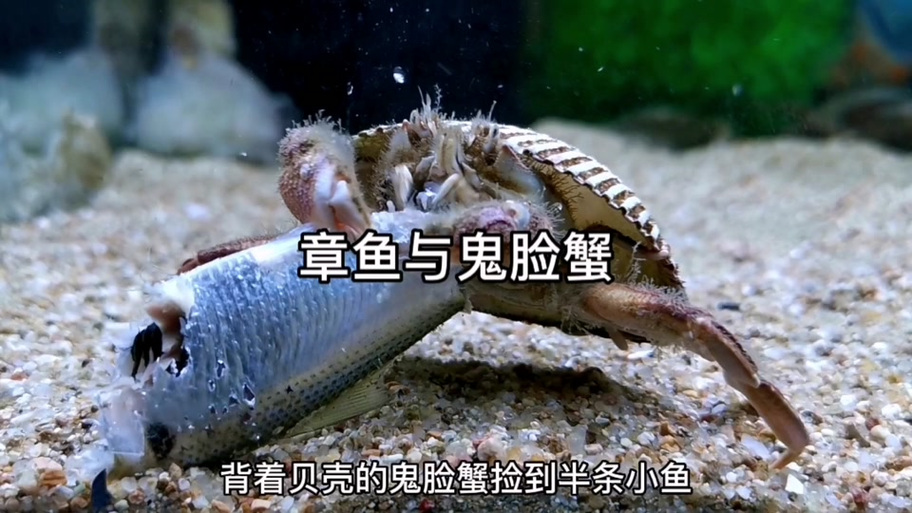人脸章鱼