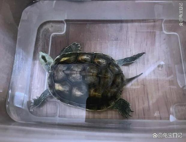 乌龟在盒子里会憋死吗截图