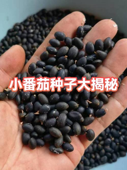 西红柿种子可以直接撒土里吗图标
