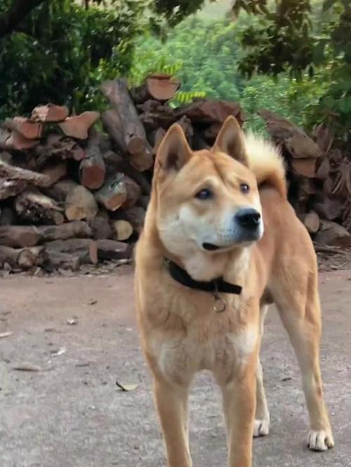 广西土猎犬图标