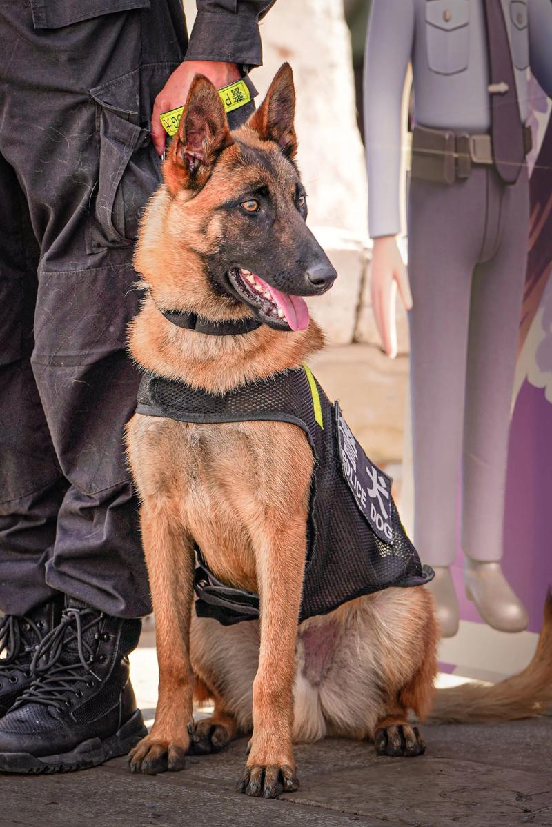警犬赤龙2图标